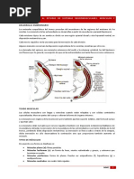 Anatomía de los Músculos Paravertebrales | PDF | Tejido suave ...