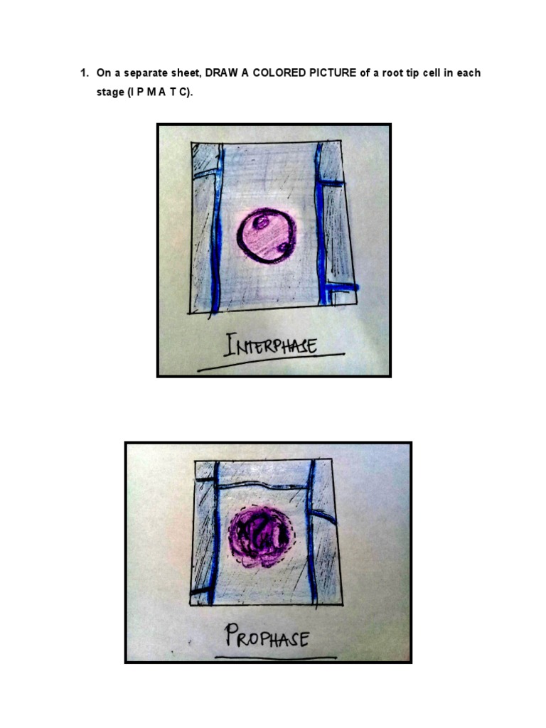 Mitosis Virtual Lab Answer Sheet Part2 | PDF | Mitosis | Cell Cycle