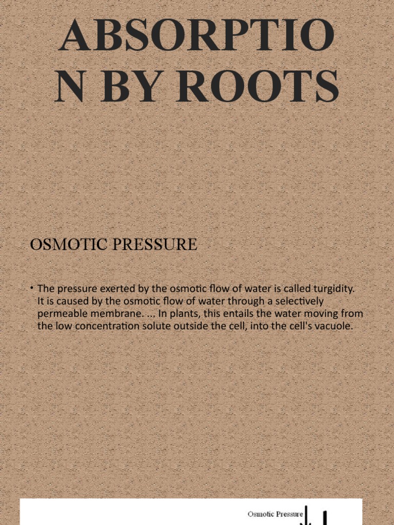 Absorption of Water by Roots - PPTX - 2pptx | PDF