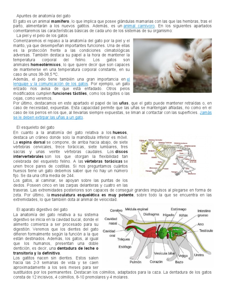 Anatomía del Gato: Estructuras y Funciones | PDF | Gatos | Corazón
