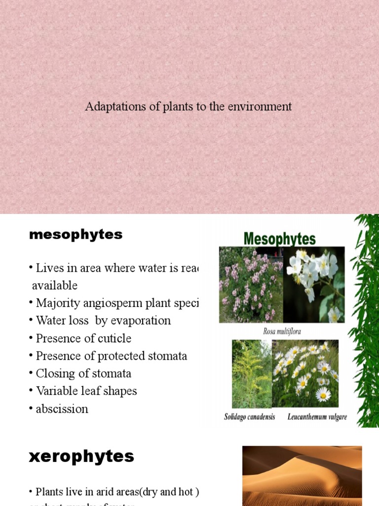 Mesophytes Examples