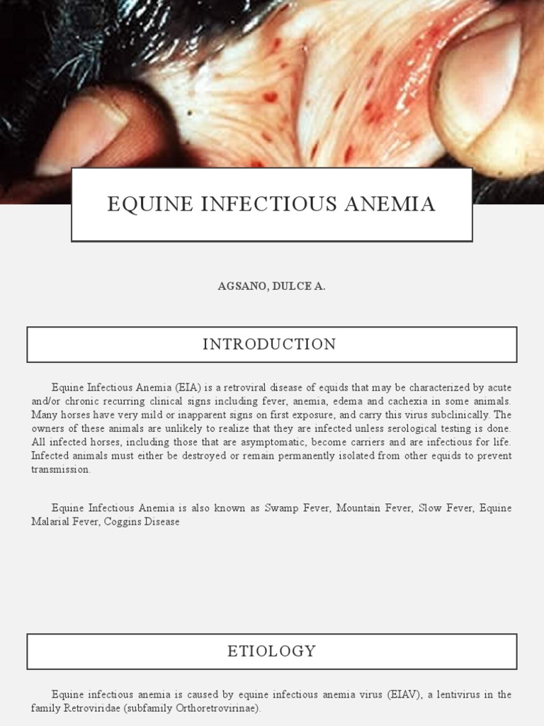 Equine Infectious Anemia Overview | PDF | Serology | Infection
