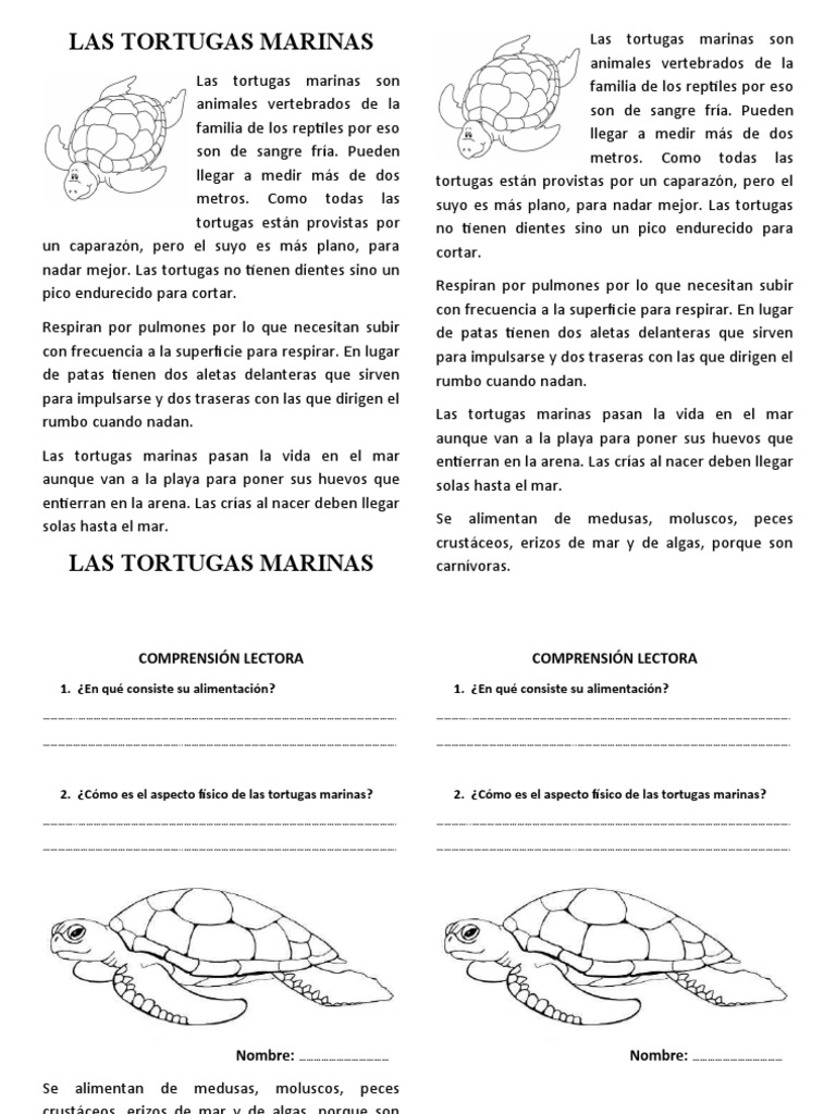 Lectura - Las Tortugas Marinas | PDF | Tortuga | Tortuga marina