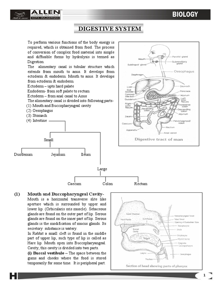 Mammalian System-01 (Digestive System) | PDF | Stomach | Liver