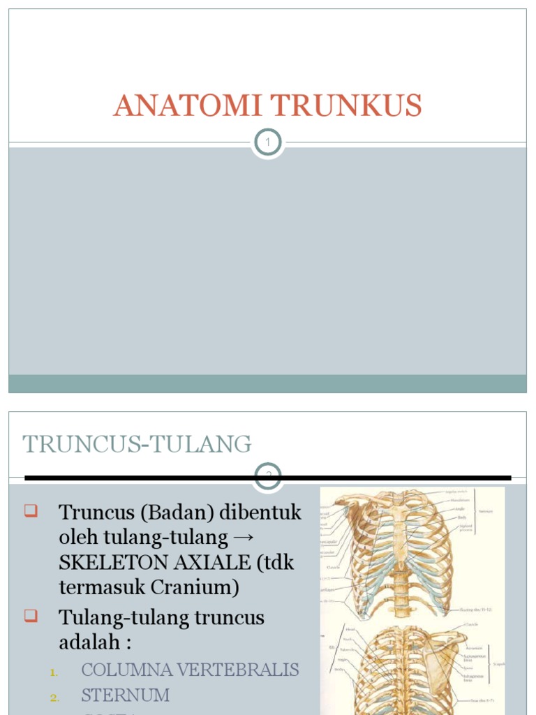 Anatomi Trunkus Manusia | PDF