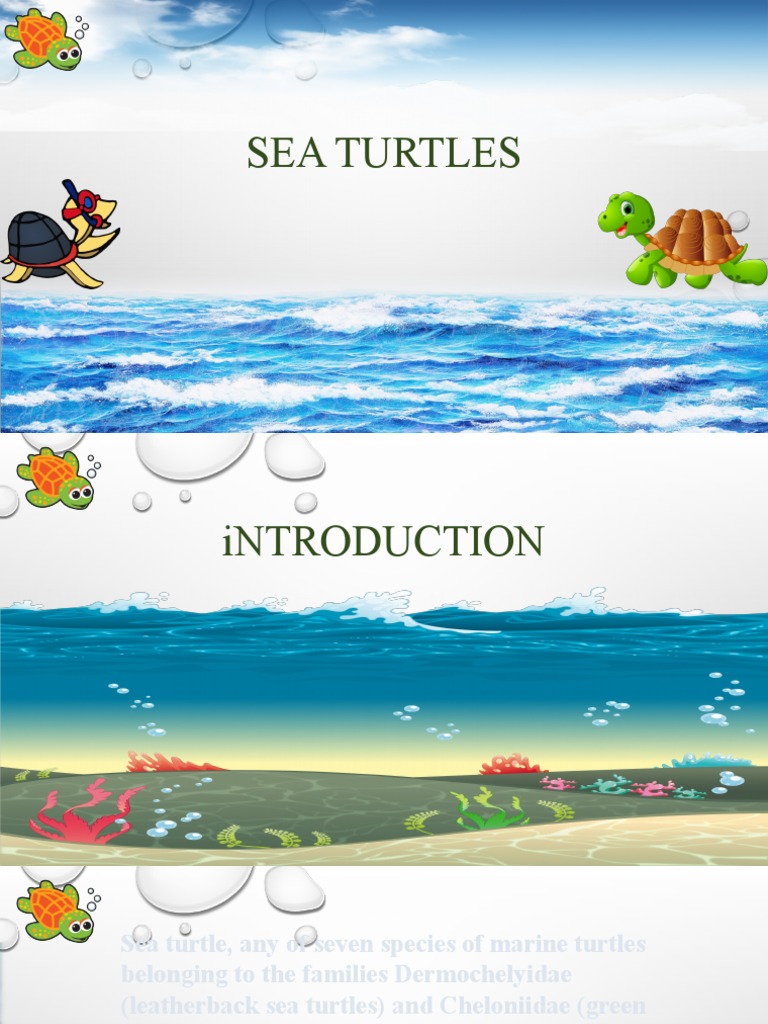 Powerpoint About Sea Turtles | PDF | Turtle | Sea Turtle
