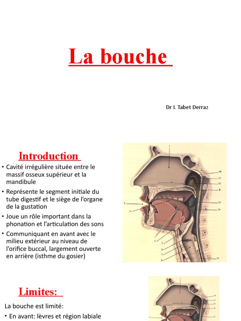 La Bouche | PDF | Langue | Bouche