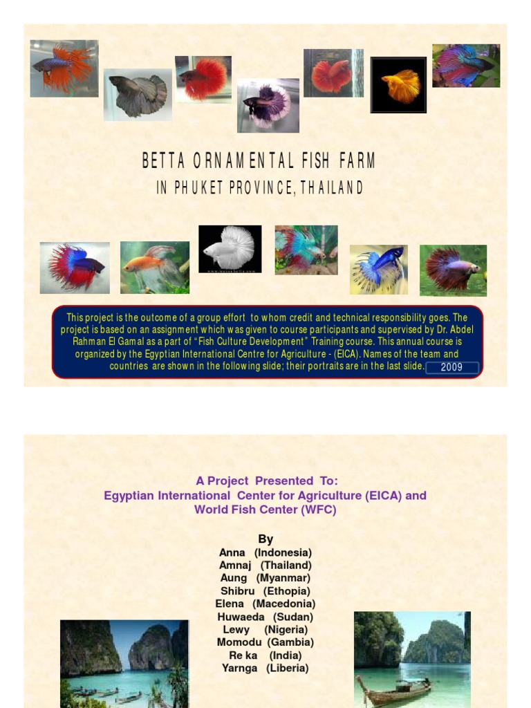 Betta Ornamental Fish Farm in Thailand | PDF | Asia | Thailand