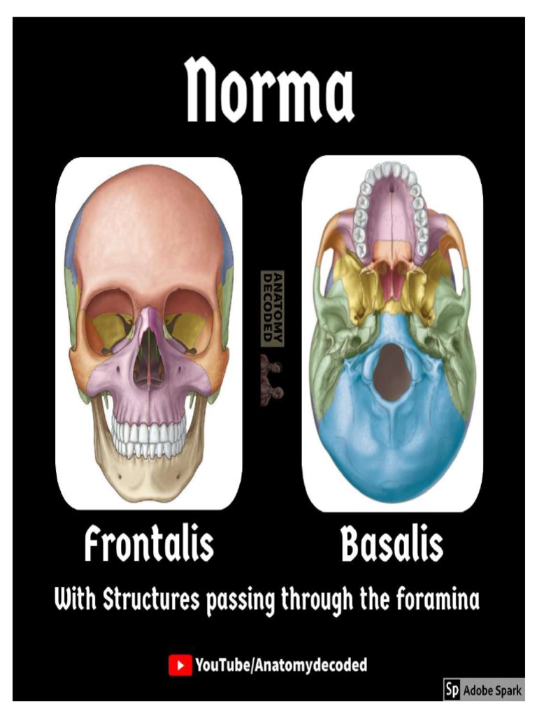 Skull - Norma Frontalis, Basalis AD Notes (Anatomy Decoded YouTube) | PDF