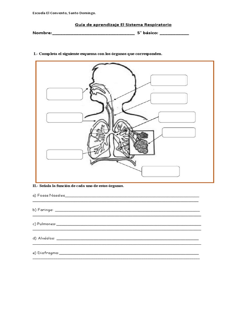 Guía de Aprendizaje El Sistema Respiratorio | PDF | Pulmón | Sistema ...