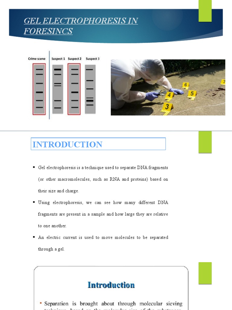 Gel Electrophoresis Presentation | PDF | Gel Electrophoresis | Agarose ...