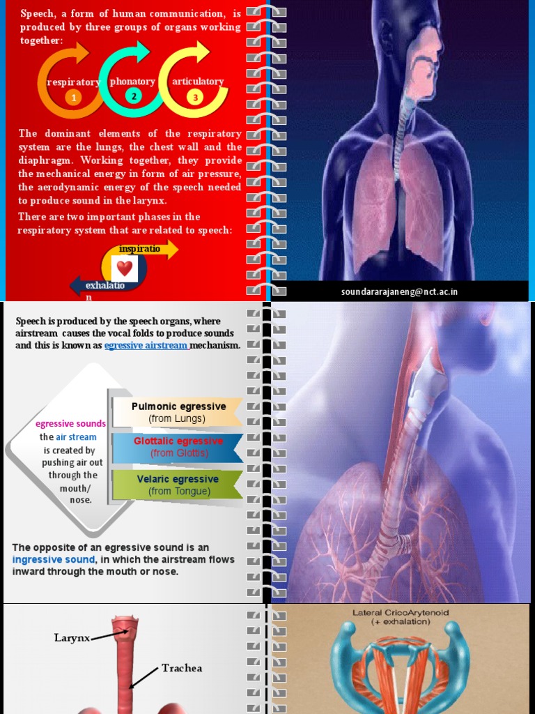 Phonatory Articulatory: Soundararajaneng@nct - Ac.in | PDF | Larynx ...