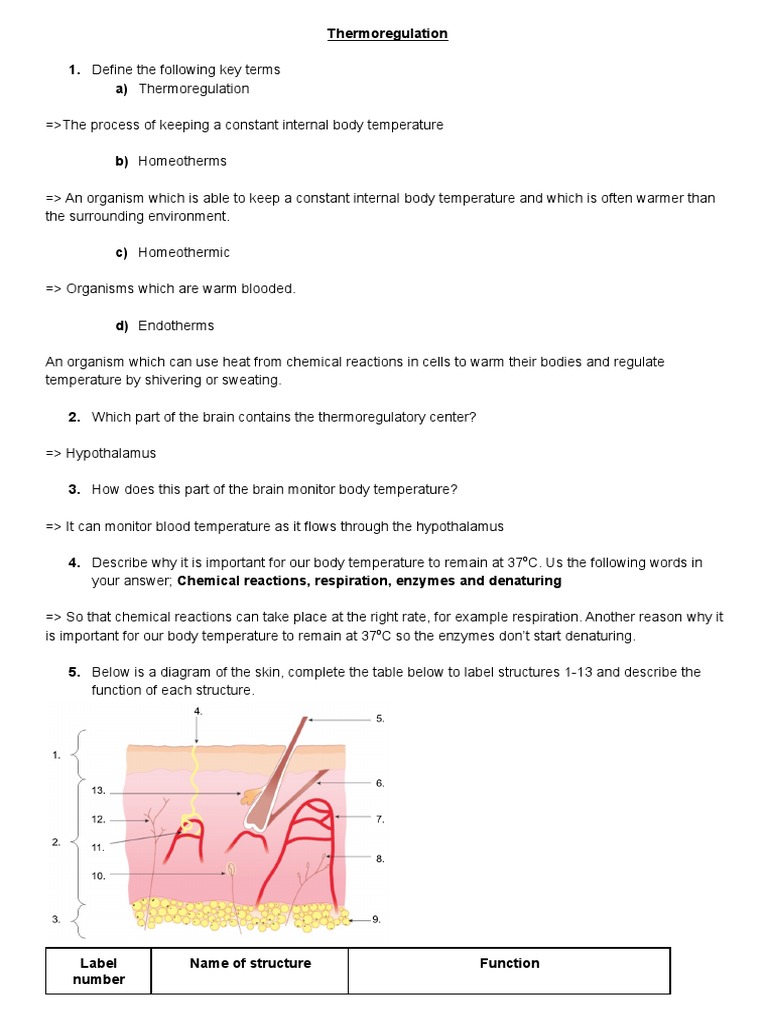 Thermoregulation Worksheet Answers | PDF | Thermoregulation | Skin