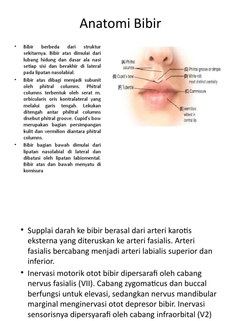 Anatomi Bibir | PDF