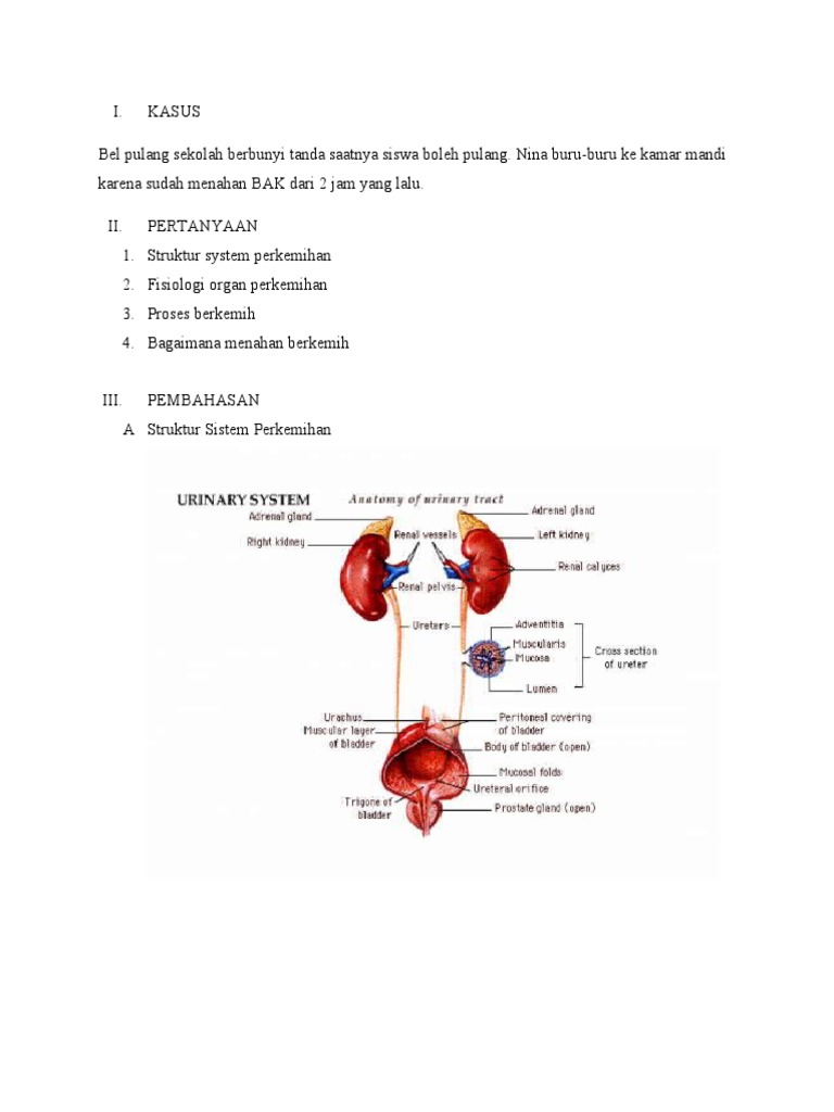 Sistem dan Proses Perkemihan | PDF | Ilmu Sosial | Kesehatan Holistik