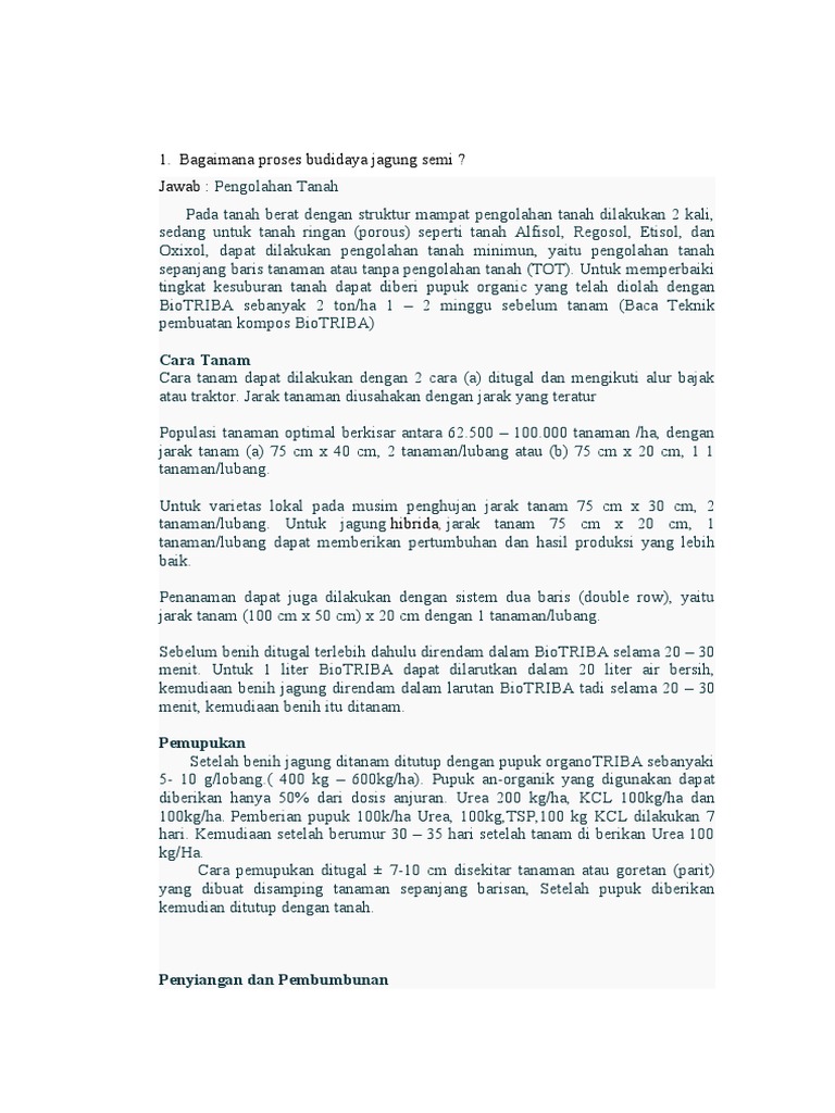 Proses Budidaya Jagung Semi | PDF