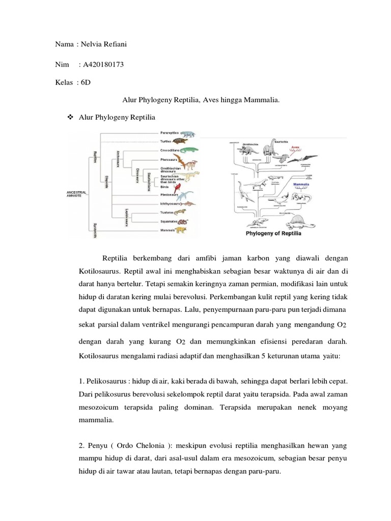 Filogeni Reptilia, Aves, dan Mammalia | PDF | Ilmu Sosial