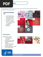Aerobic Gram Positive Rods Flowchartrev | PDF | Bacteria | Microbiology