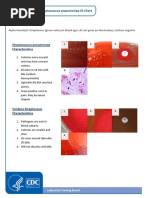 Aerobic Gram Positive Rods Flowchartrev | PDF | Bacteria | Microbiology