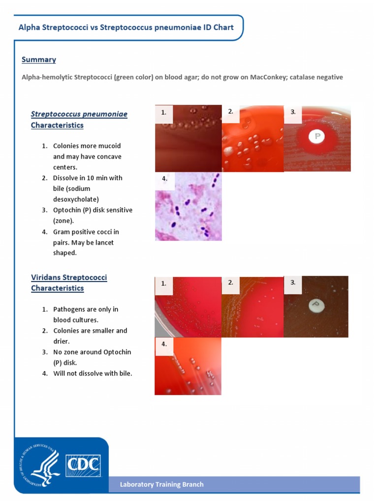 Alpha Streptococci Vs Streptococcus Pneumoniae On BAP ID Chart | PDF