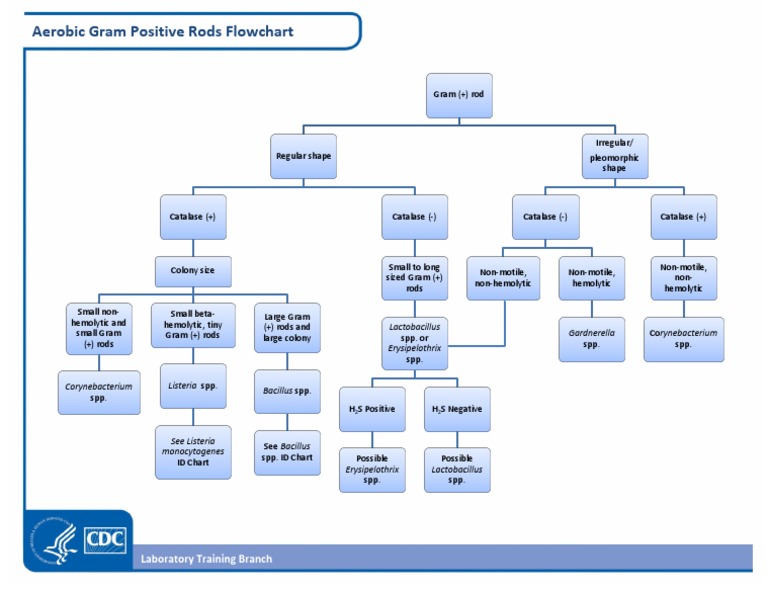 Gram Negative Rods Flow Chart