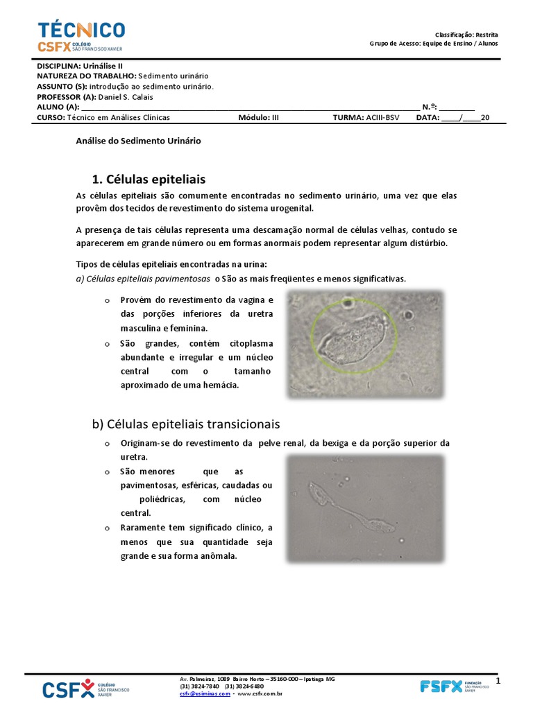 Análise do sedimento urinário: introdução aos principais elementos ...