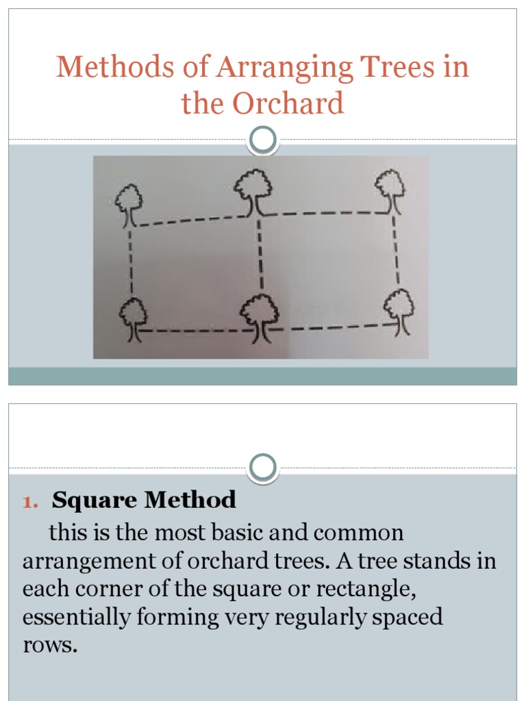 Methods of Arranging Trees in The Orchard | PDF