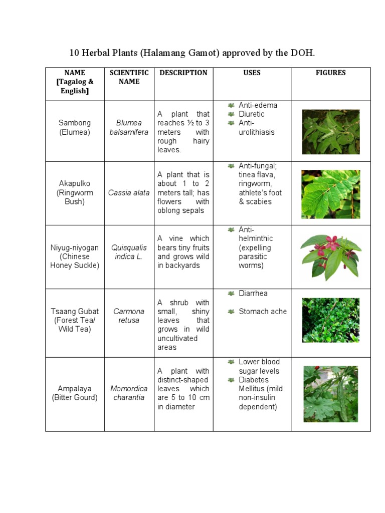 10 Herbal Plants (Halamang Gamot) Approved by The DOH.: Name (Tagalog ...