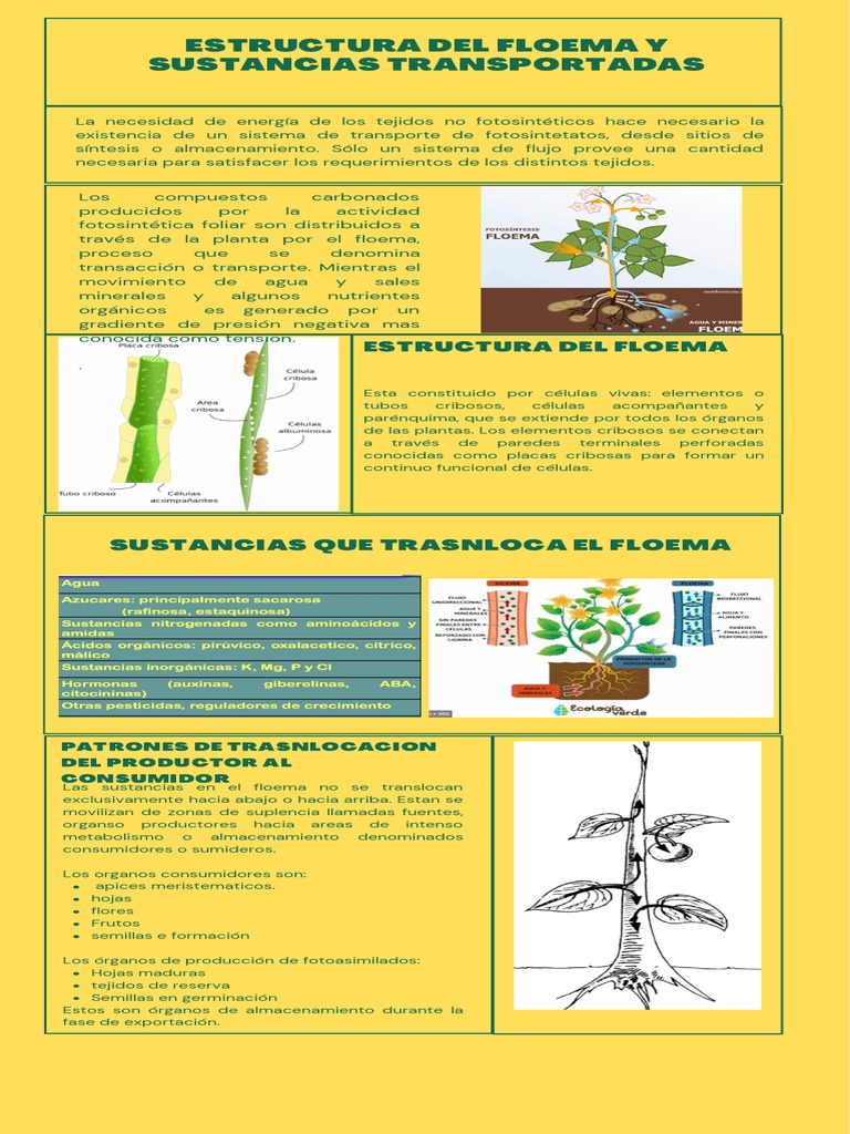 Estructura Del Floema y Sustancias Transportadas | PDF