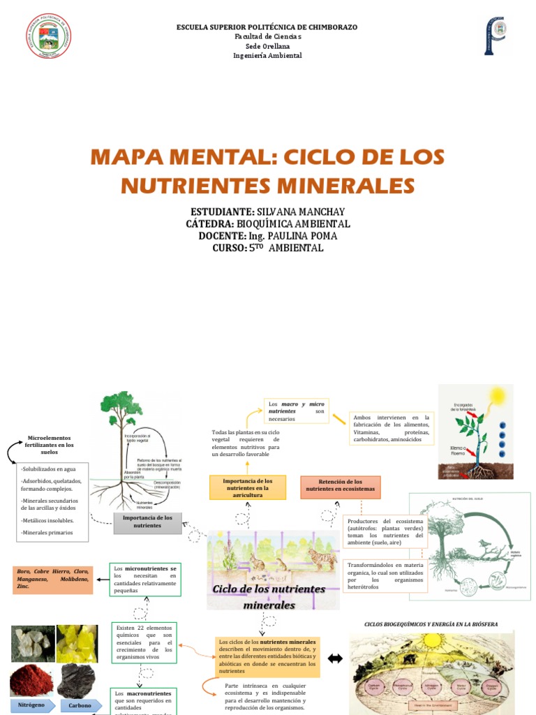 Mapa Mental del Ciclo de Nutrientes Minerales | PDF | Nutrientes ...