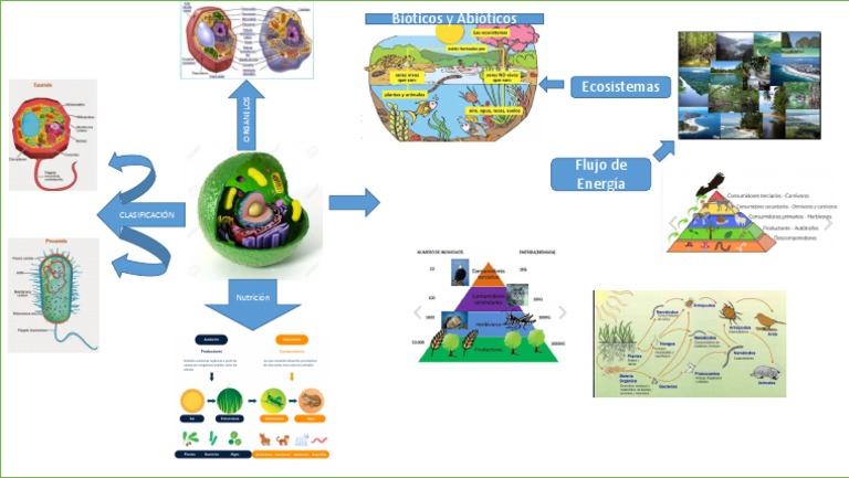 Mapa Mental Con Los Conceptos Básicos Del Entorno Vivo Ga1 220201501 Aa1 Ev01 Pdf 
