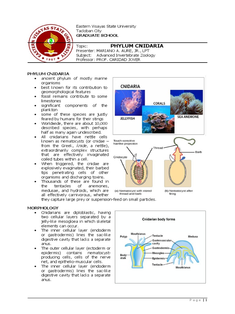 Phylum Cnidaria Overview & Classes | PDF | Coral | Venomous Animals