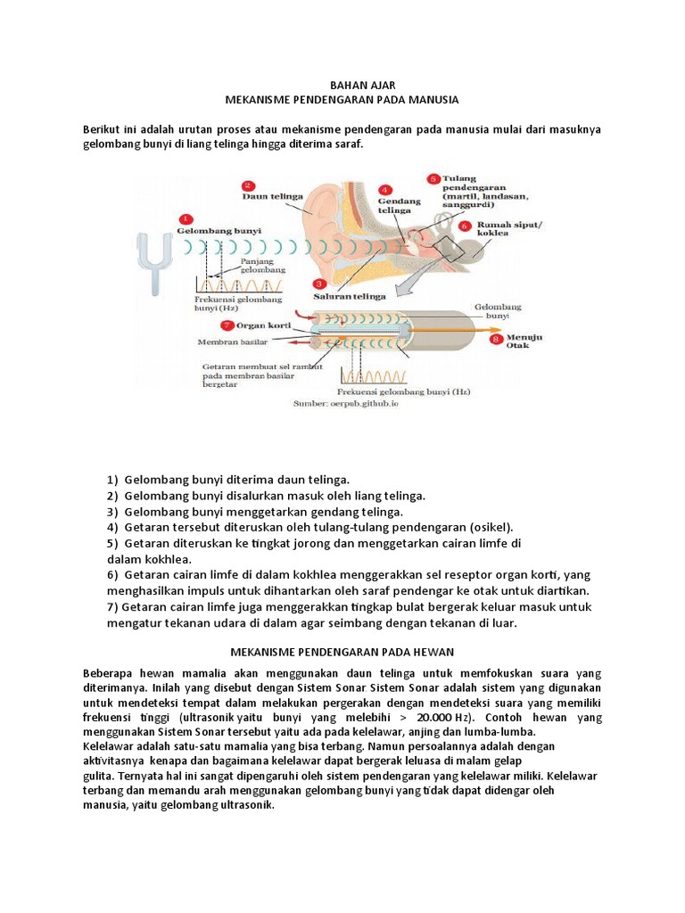 Bahan Ajar Mekanisme Mendengar Manusia Dan Hewan | PDF