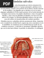 Arco de Riolano | PDF | Tinción | Anatomía