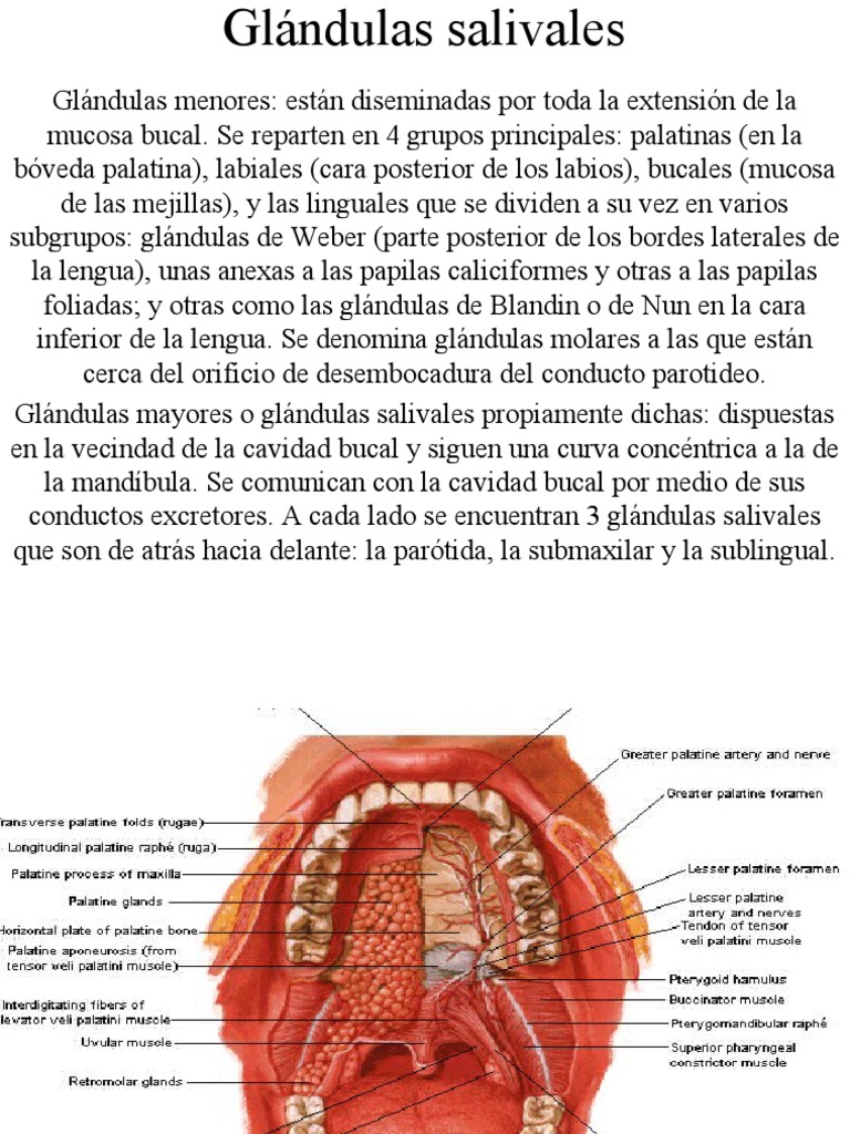 Glándulas Salivales Clase | PDF | Anatomía humana | Cabeza y cuello humanos