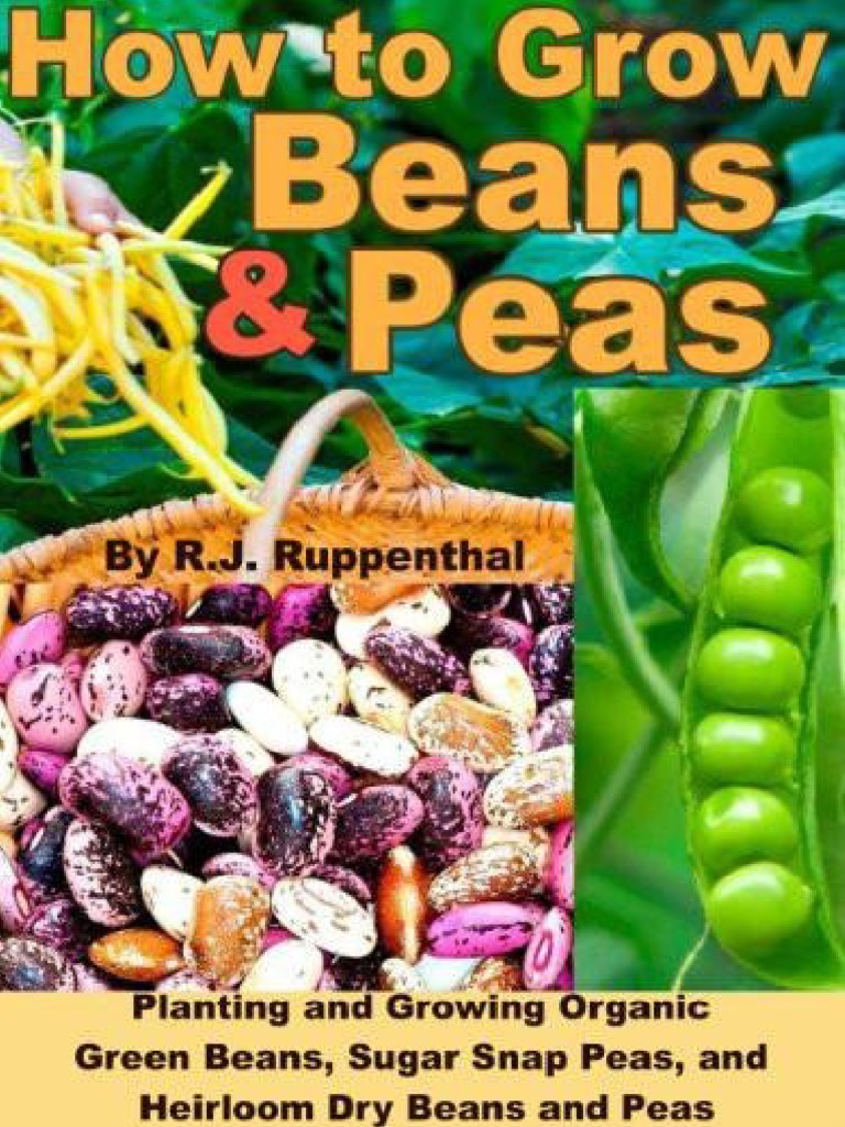 How To Grow Beans and Peas - Planting and Growing Organic Green Beans ...