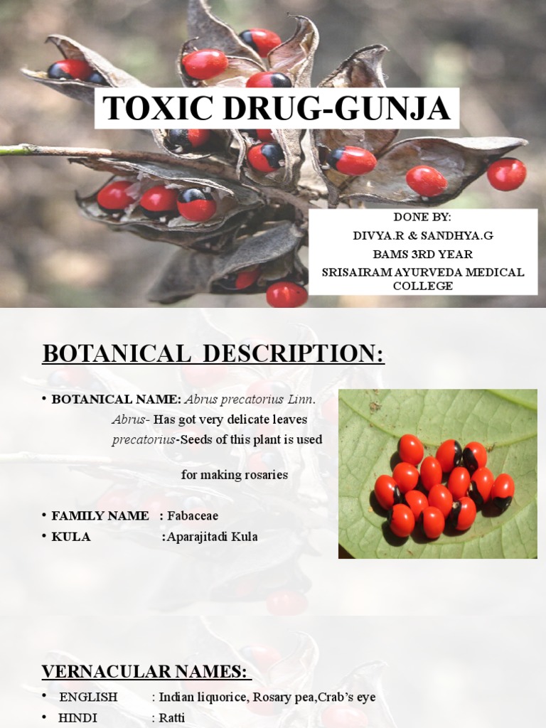 Toxic Drug-Gunja: Done By: Divya.R & Sandhya.G Bams 3Rd Year Srisairam ...
