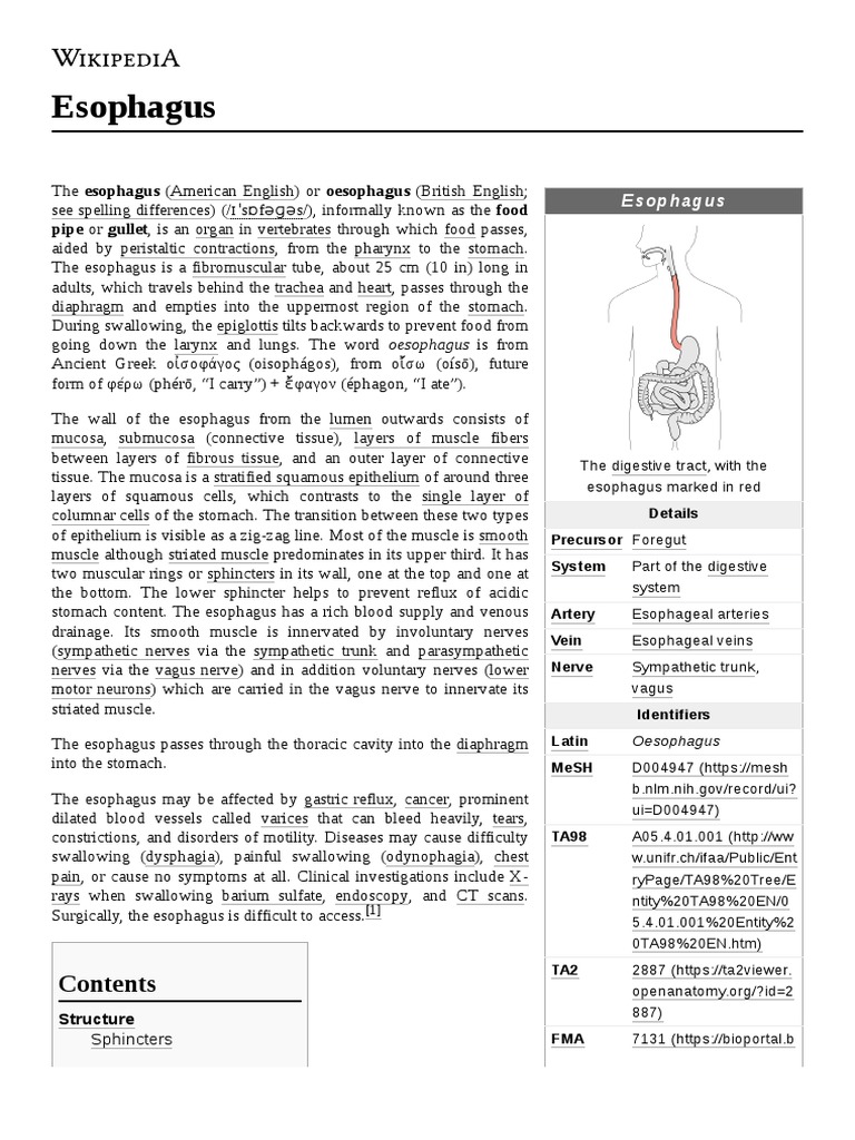 Esophagus: Pipe or Gullet, Is An Organ in Vertebrates Through Which ...