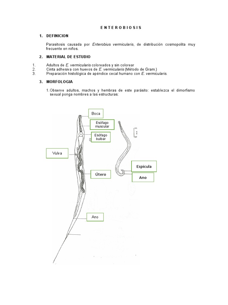 Práctica 3 - Enterobiosis, Fialariosis e Hymenolepiosis | PDF ...