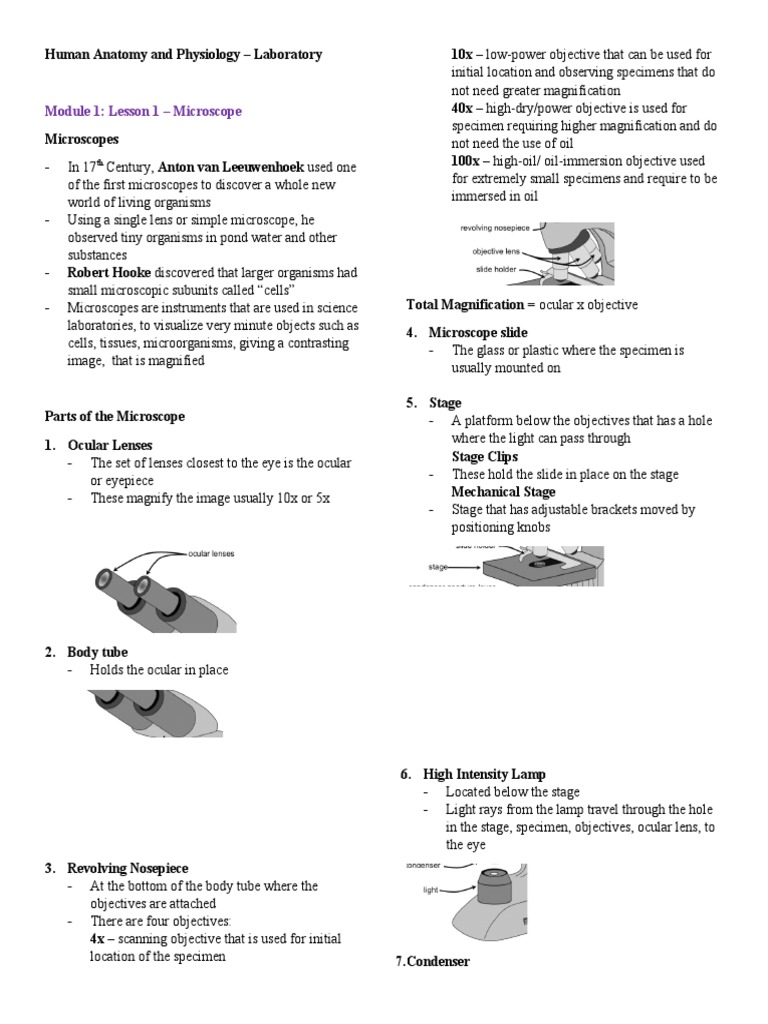 Anaphy Lab Midterms | PDF | Epithelium | Mitosis
