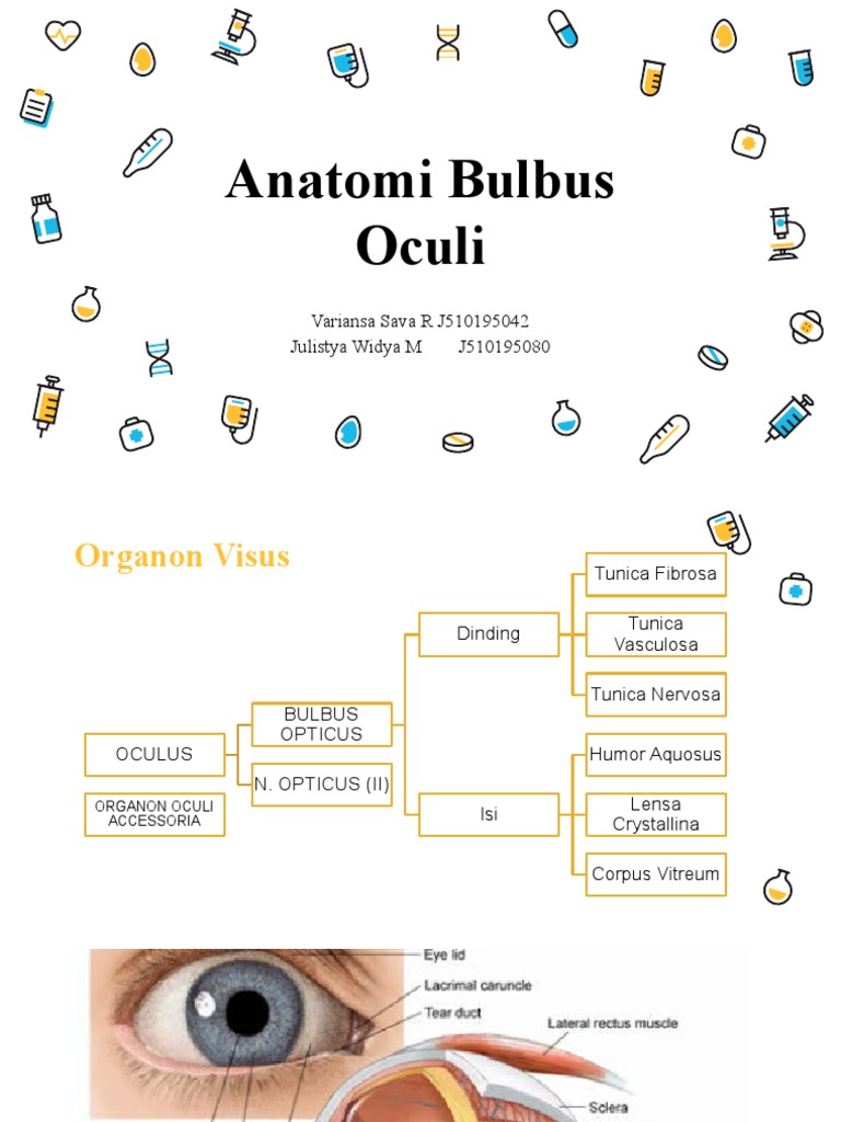Anatomi Bulbus Oculi dan Fungsinya | PDF