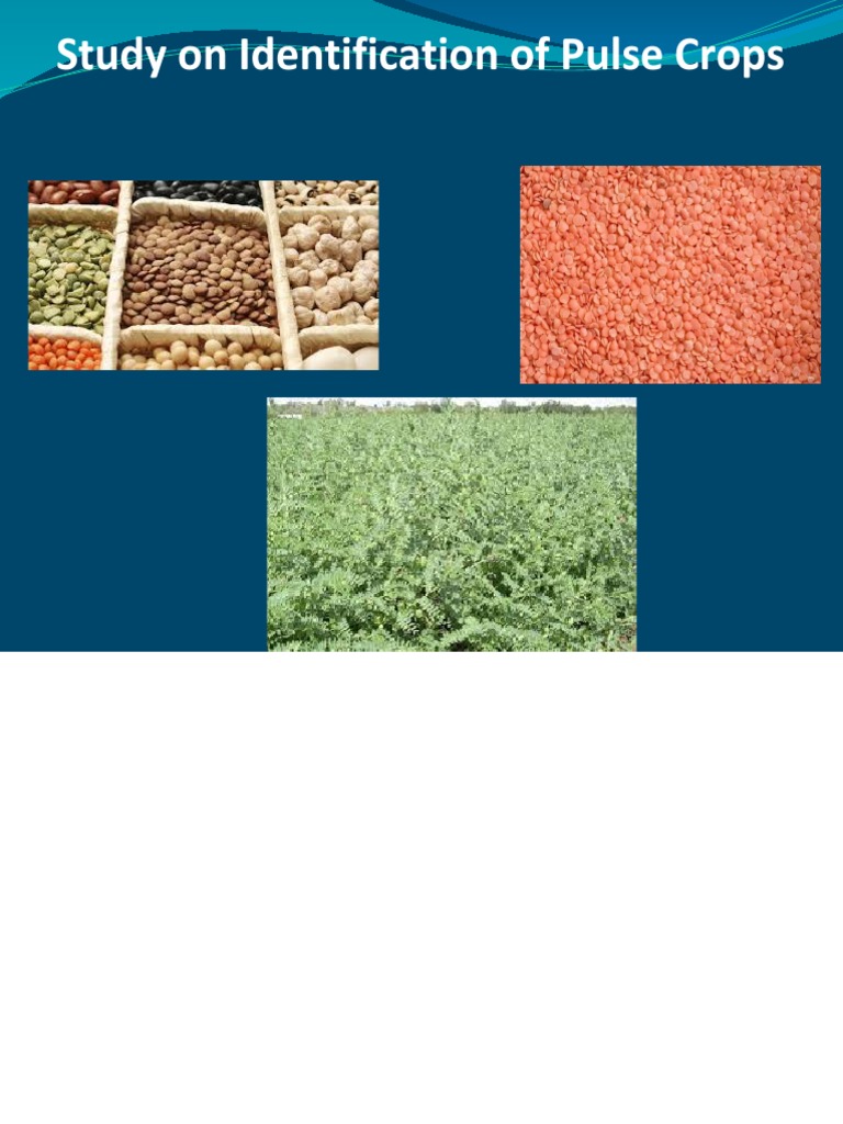 2 Study On Pulse Crop | PDF