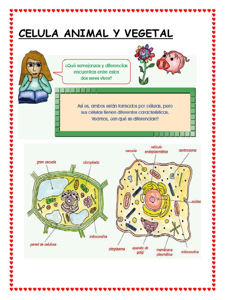 Comparativa de Células Animal y Vegetal | PDF | Ciencia y matemáticas