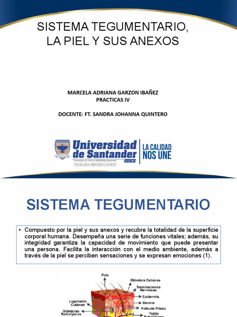 Exposicion Sistema Tegumentario | PDF | Piel | Epidermis