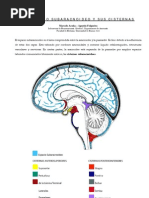 cisternas de LCR | Cerebelo | Anatomía humana