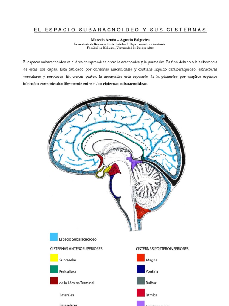 ESA y cisternas | Cerebelo | Neuroanatomía