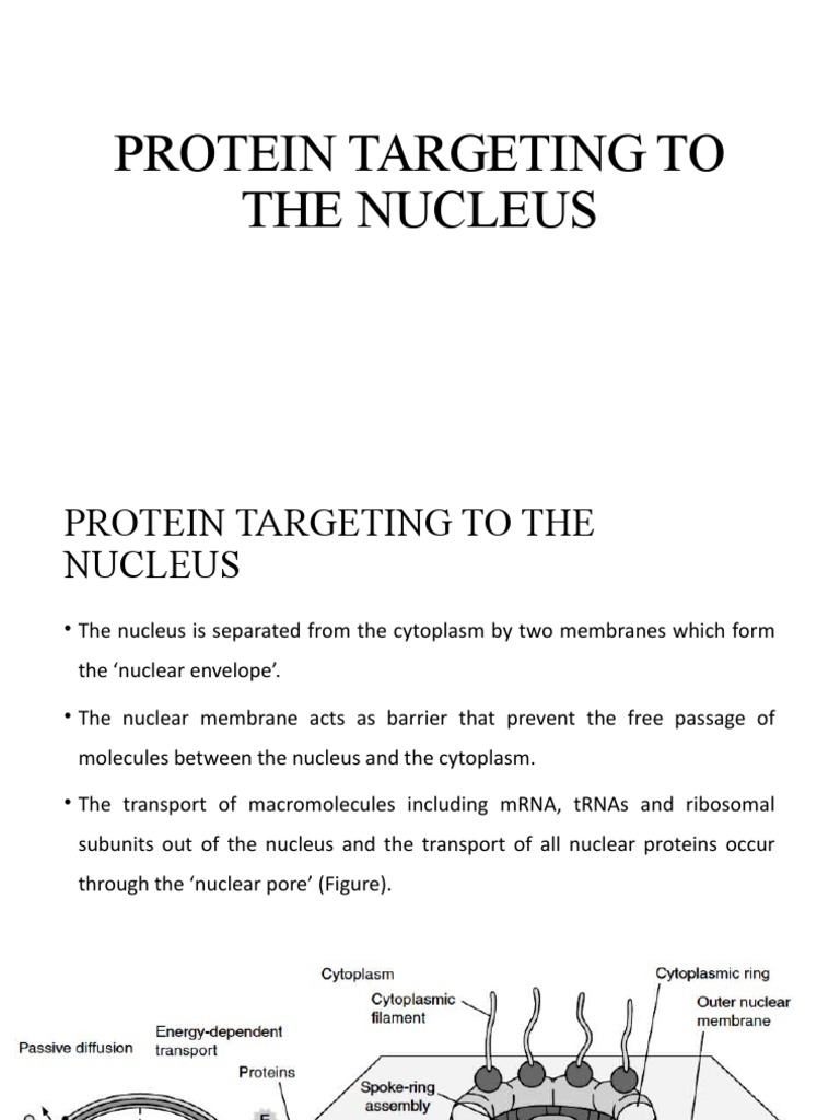 Nuclear Protein Targeting Mechanism | PDF | Social Science | Science ...
