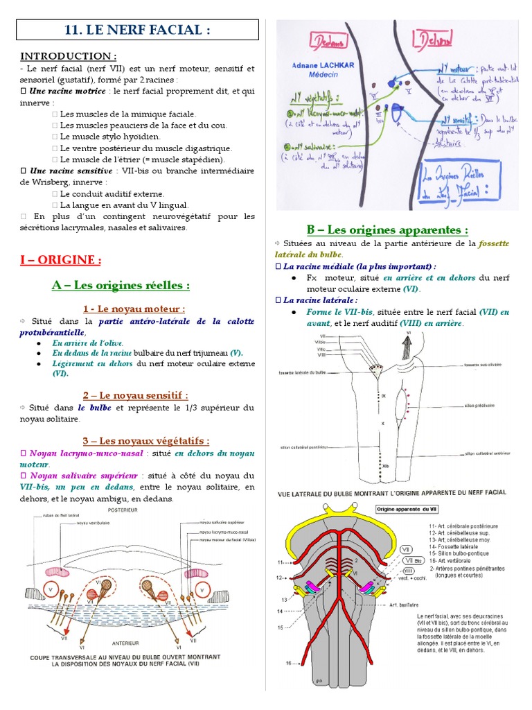 Anatomie et Trajet du Nerf Facial | PDF | Anatomie humaine | Sens ...
