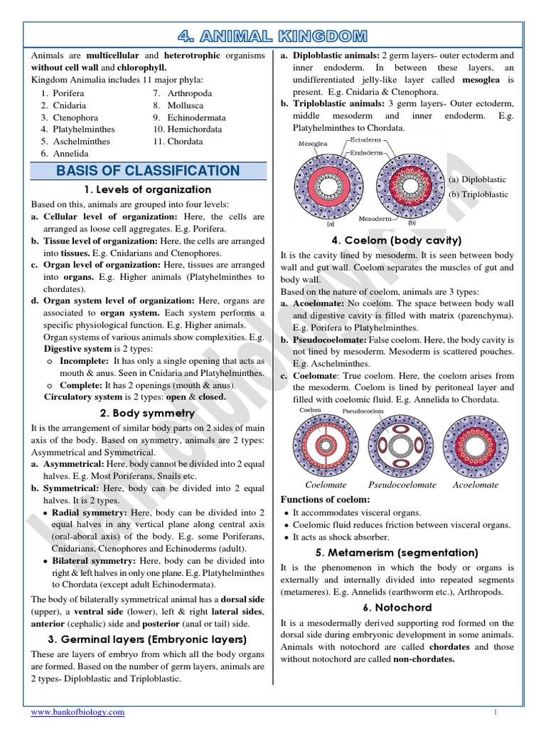 4 Animal Kingdom Notes | PDF | Mollusca | Zoology