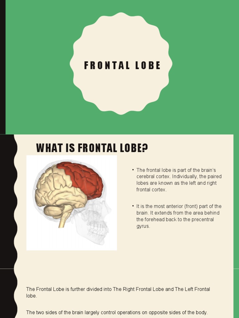 Frontal Lobe | PDF | Frontal Lobe | Impulsivity